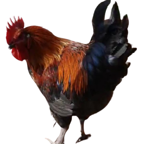Rooster | Organik Chicken